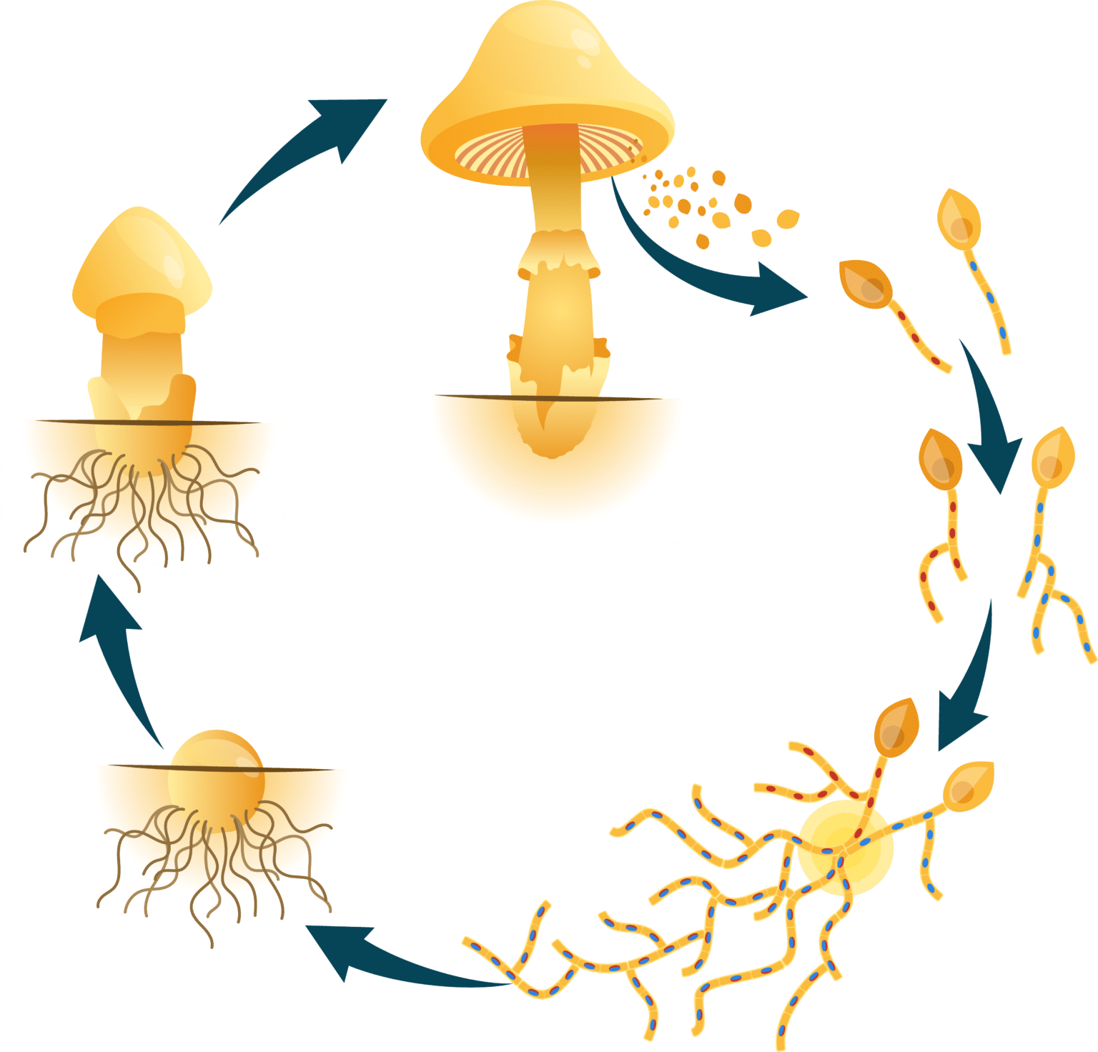 The Science of Mycelium: What Sets it Apart | WholeSun Wellness