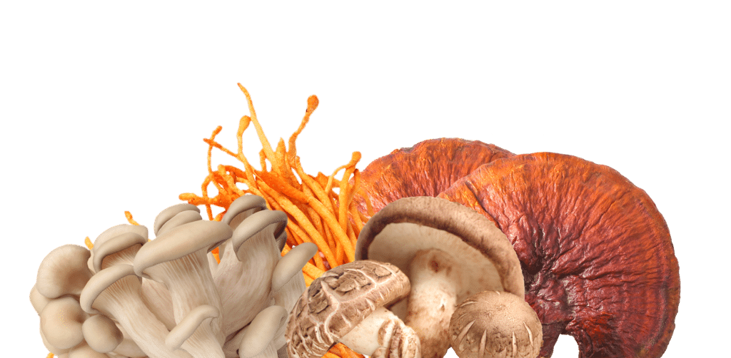Mycolytes Mushroom Electrolytes | WholeSun Wellness
